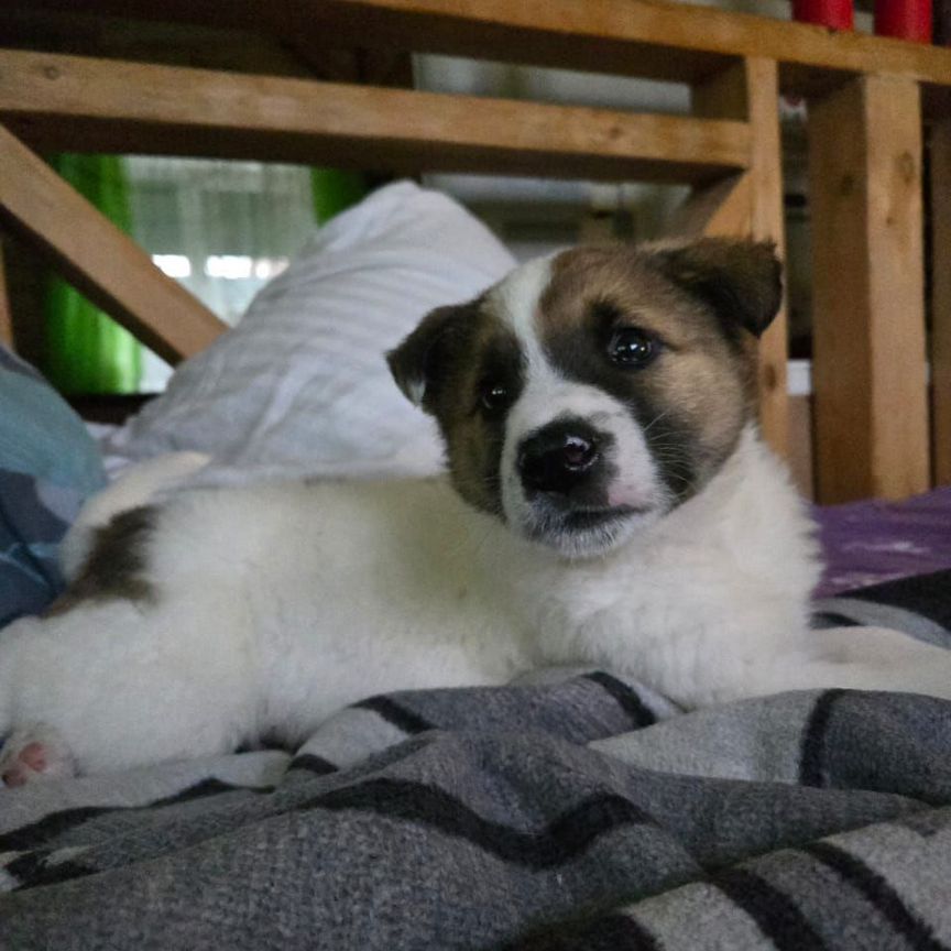 Щенок милота