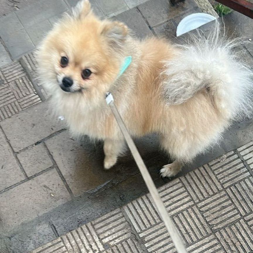 Померанский шпиц, щенок