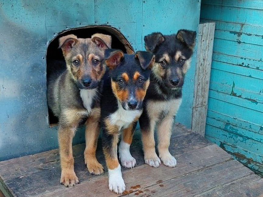 Собака в добрые руки