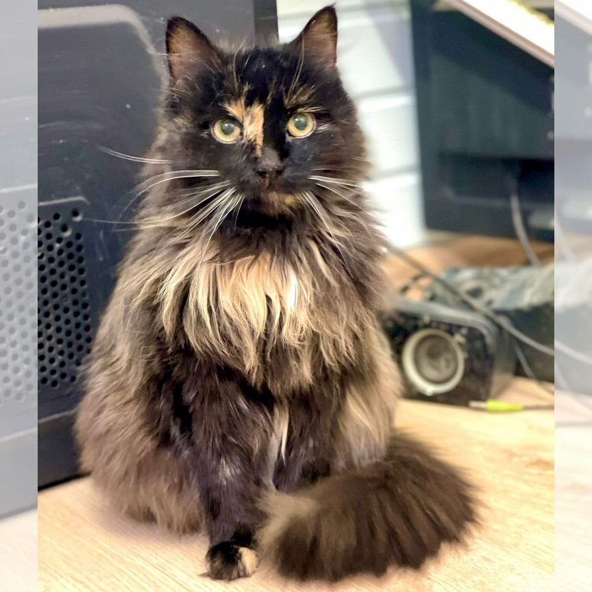 Пушистая черепаховая кошка в дар