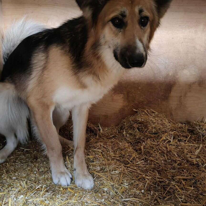 Собака в приюте