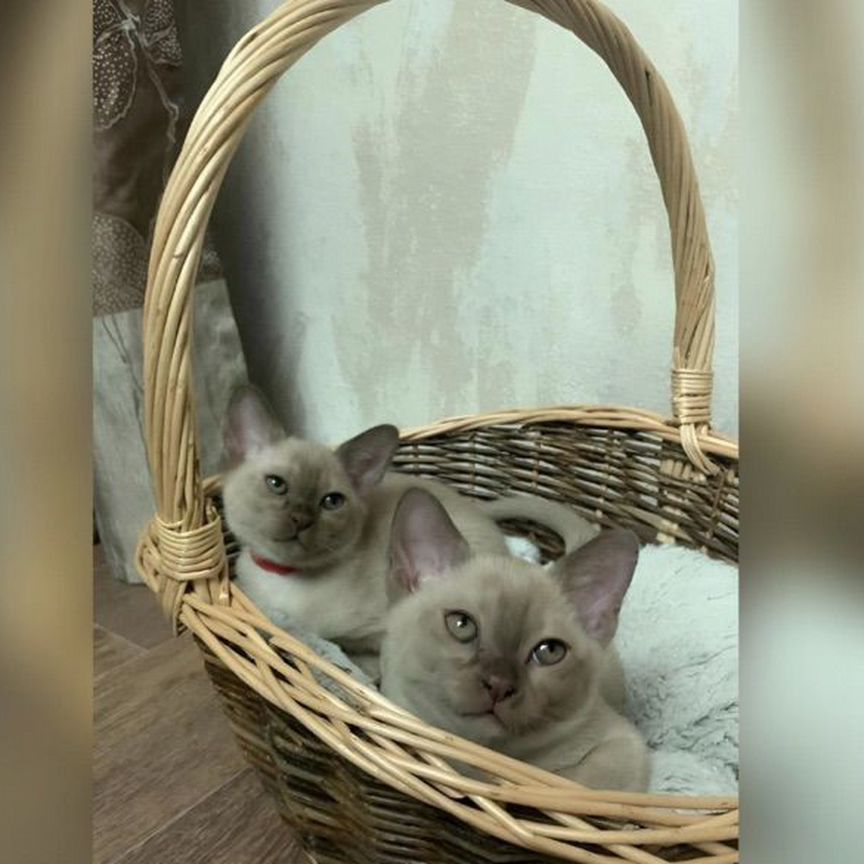 Европейский бурманский котёнок