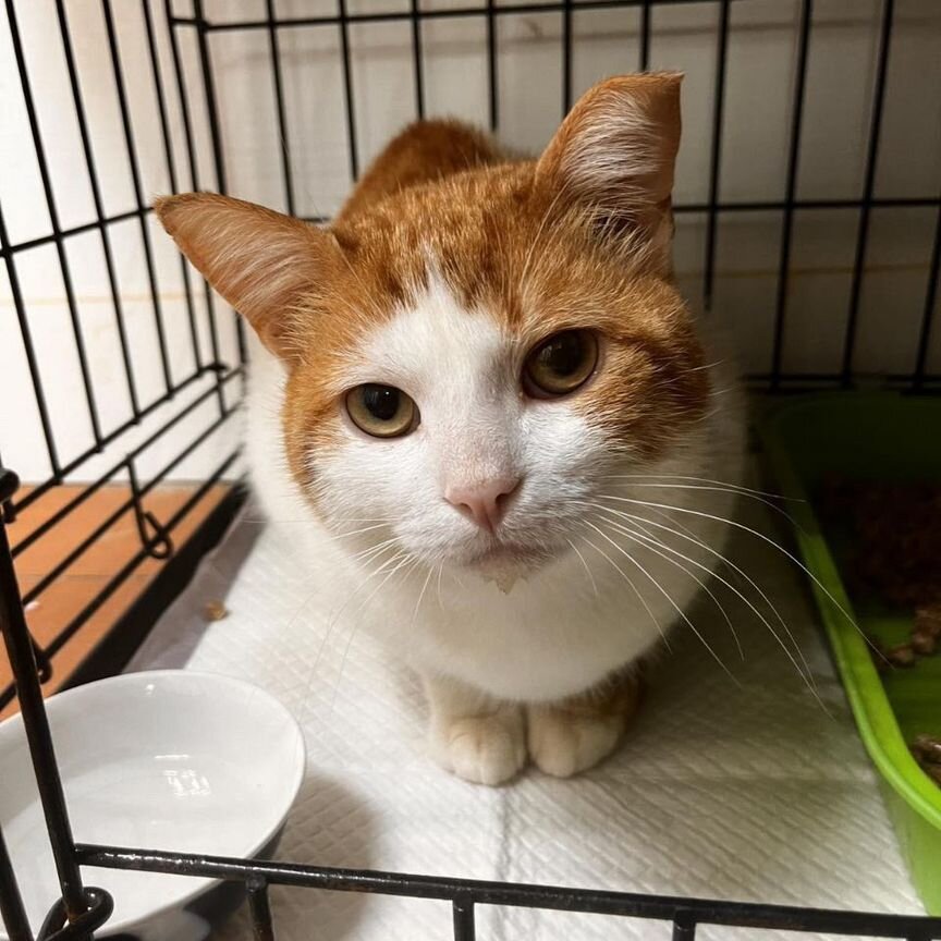 Котик ищет дом