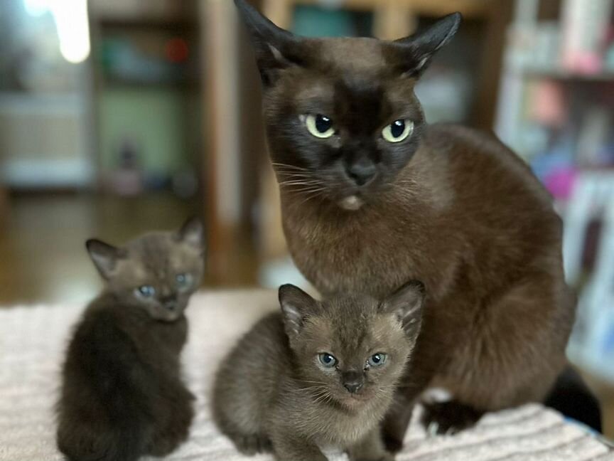 Бурманские котята