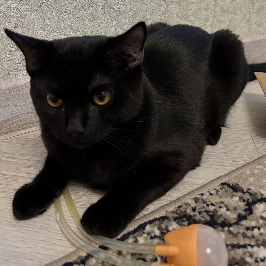 Британский короткошёрстный котёнок