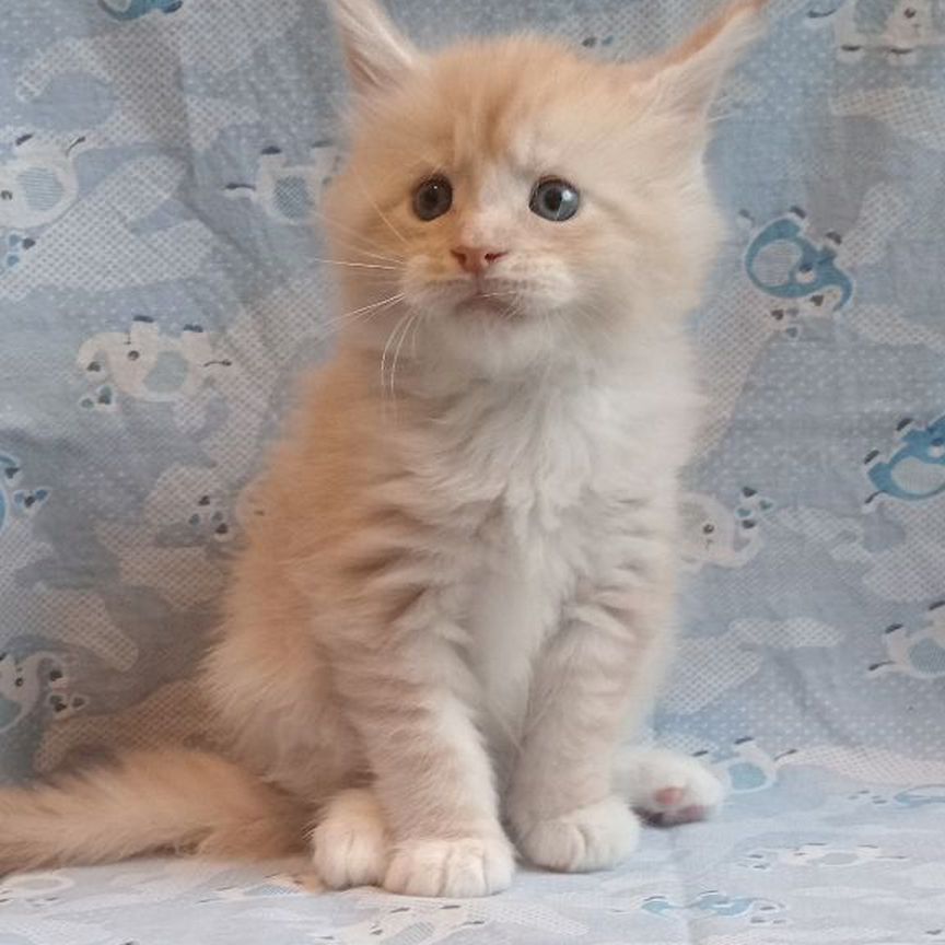 Мейн-кун котёнок