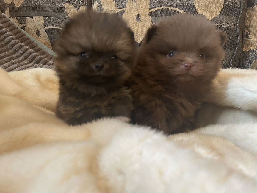 Померанский шпиц девочки