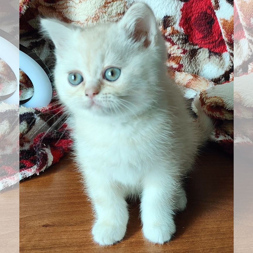 Шотландский котенок, мальчик