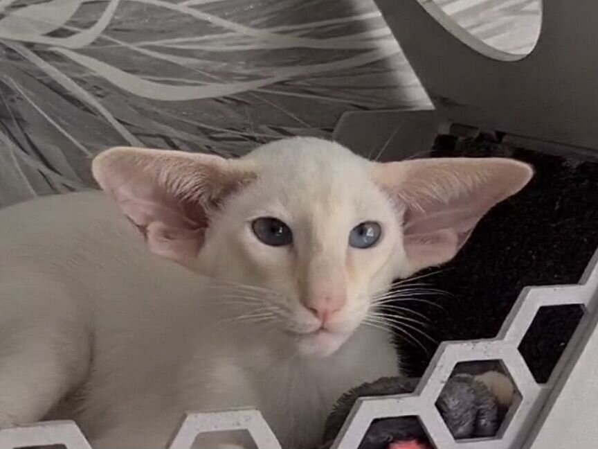 Ориентальные котята экстрим