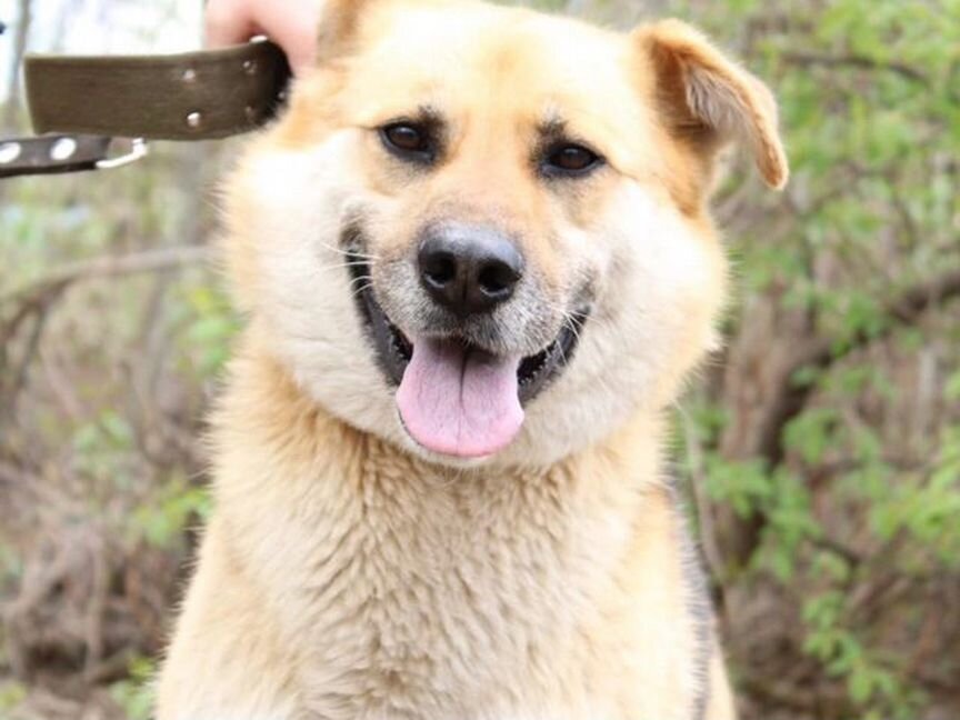 Собака Гектор