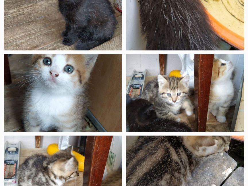 Котята, 1.5 месяца