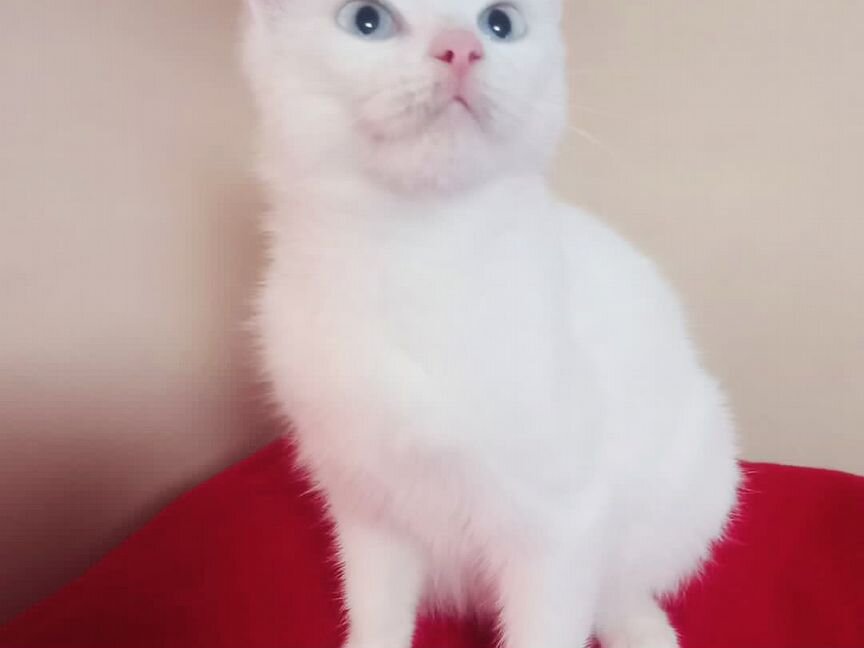 Котенок бесплатно