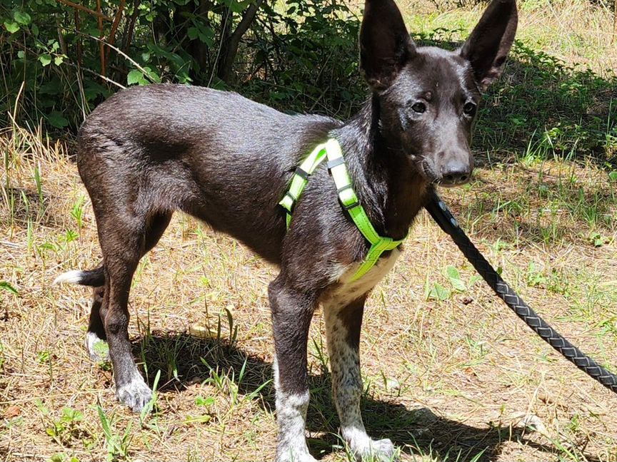 Щеночек Тифани в добрые руки