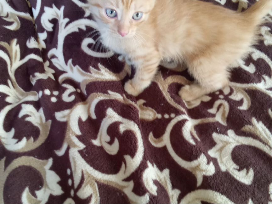 Рыжий котенок мальчик