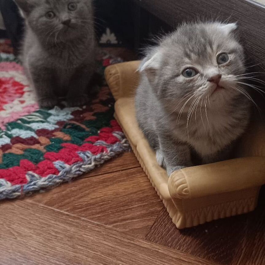 Шотландская