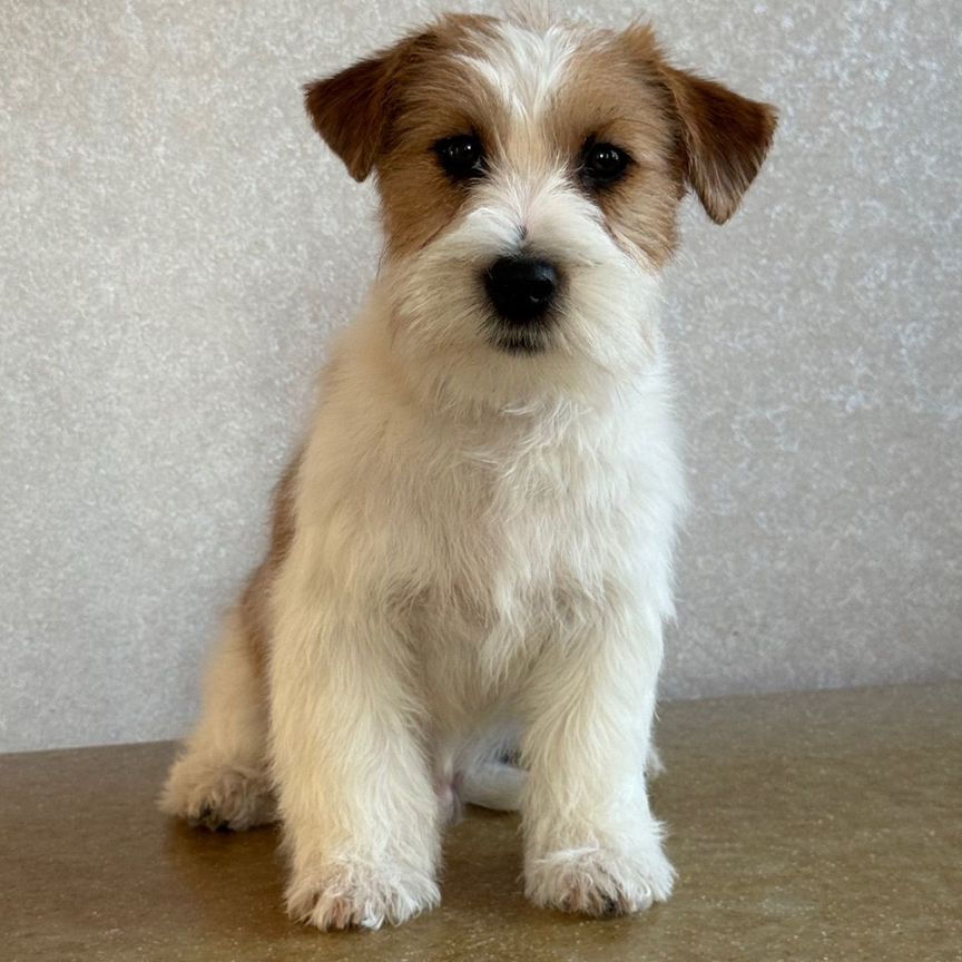 Джек-рассел-терьер, щенок