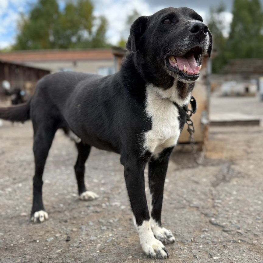 Взрослый пёс в добрые руки