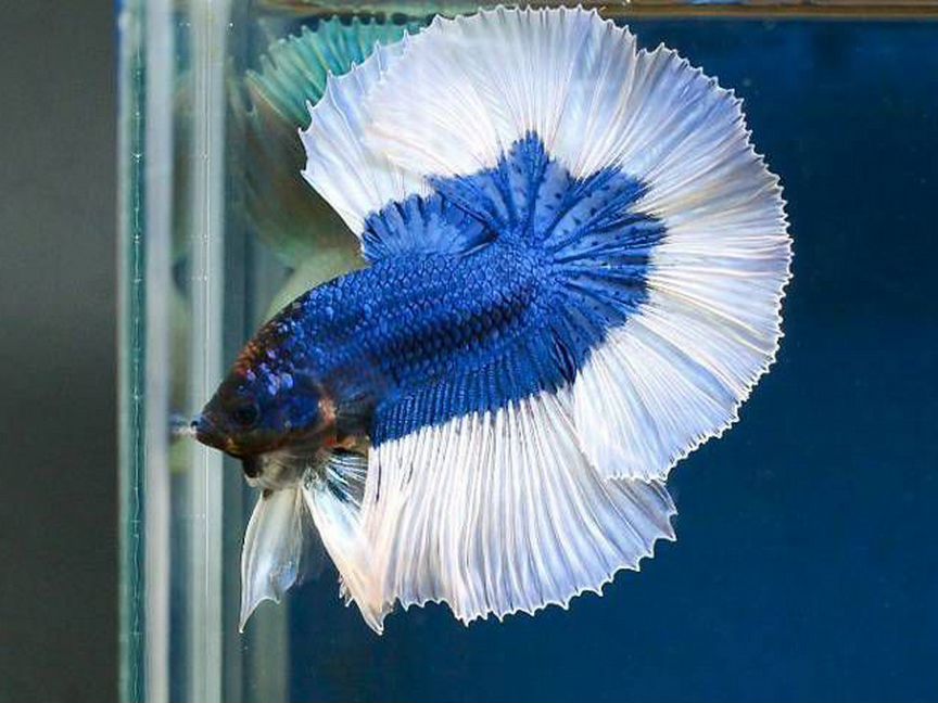 Рыбки Петушки: самцы и самочки