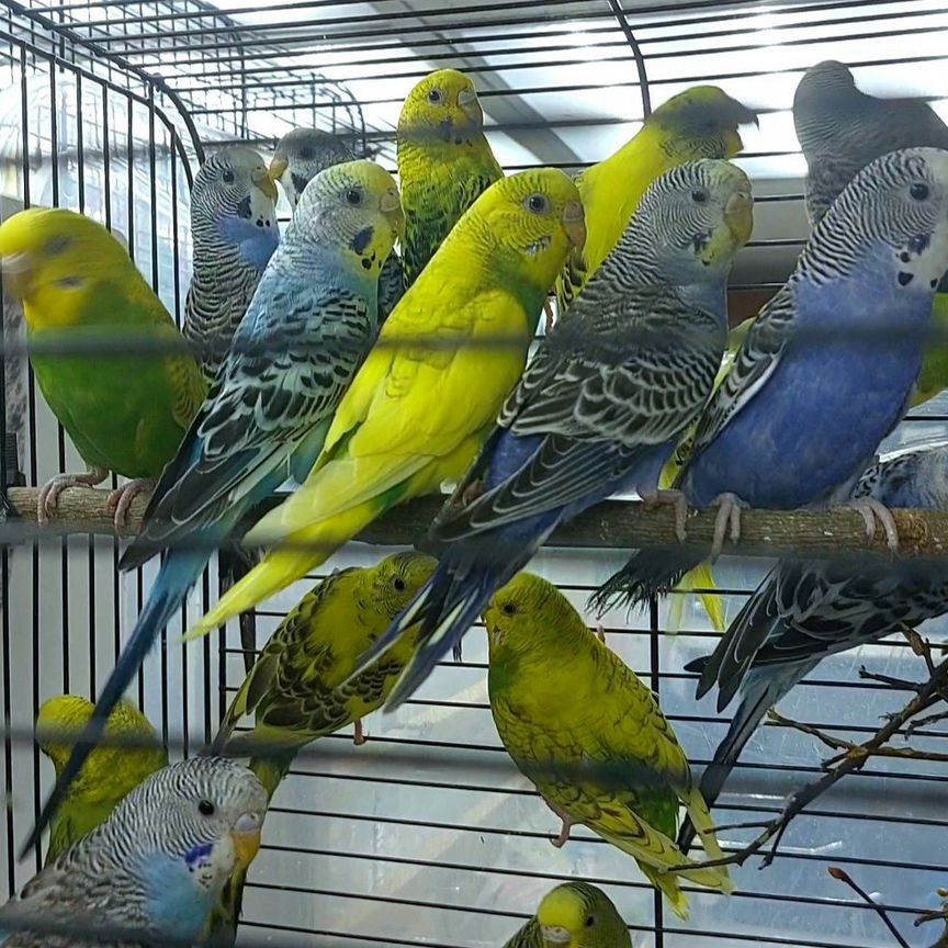 Волнистые попугаи птенцы