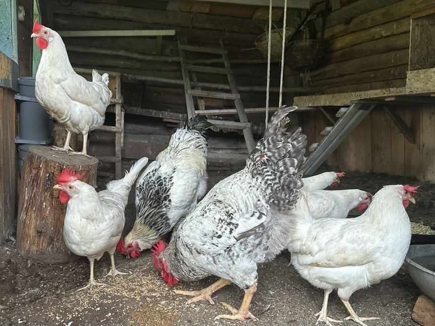 Куры молодки несушки