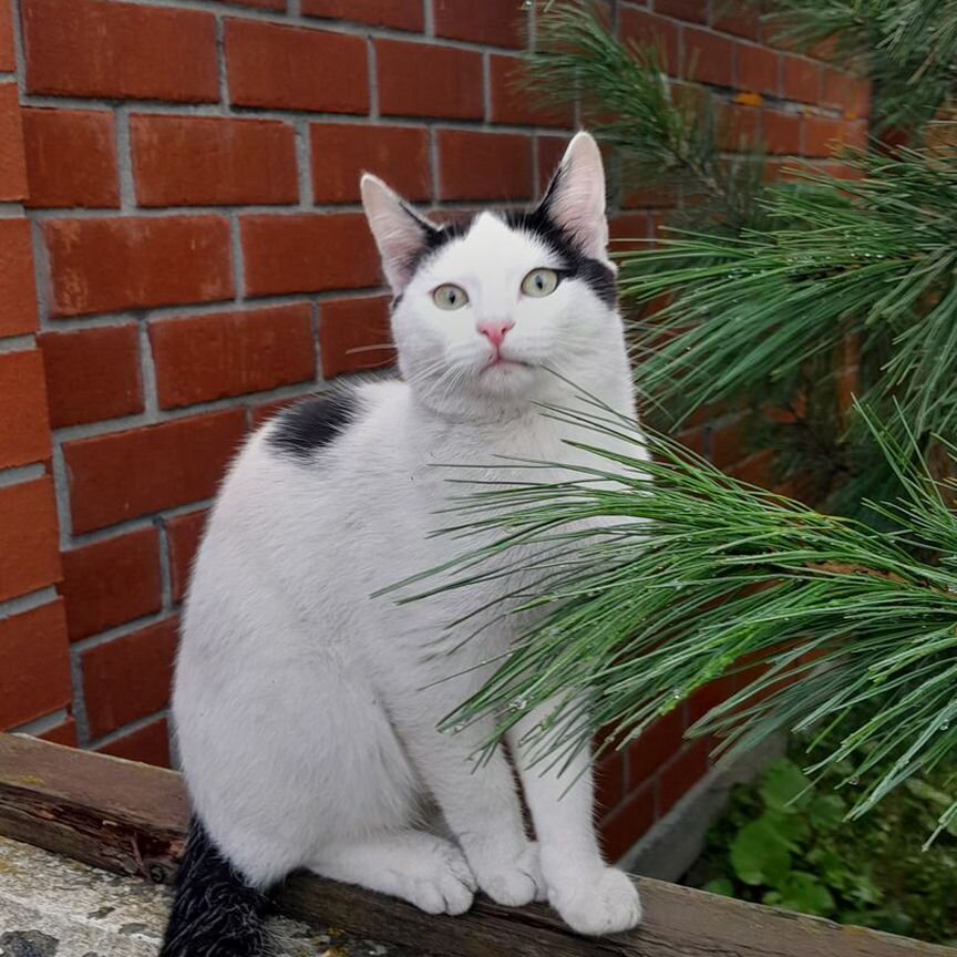 Кошка