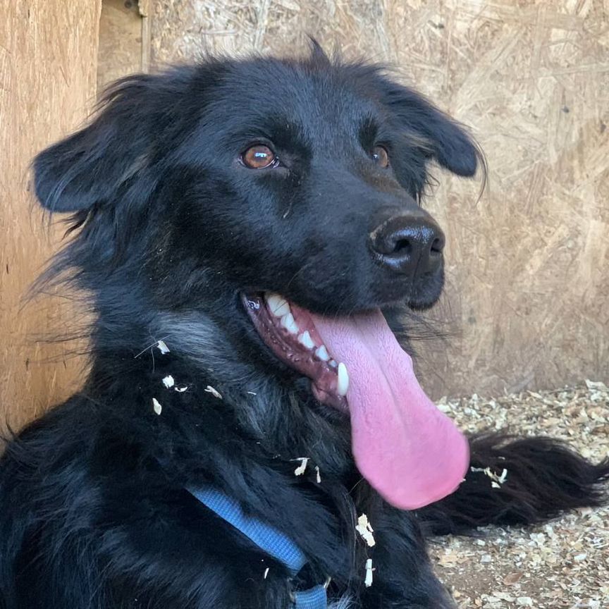 Уголёк - Отдам в добрые руки, бесплатно