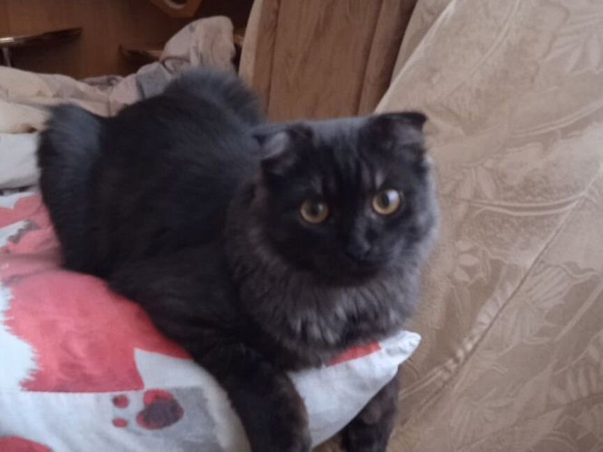 Котик ищет подружку