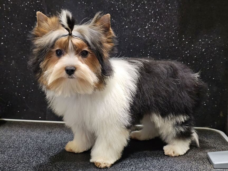 Щенки бивер йорка мальчишка