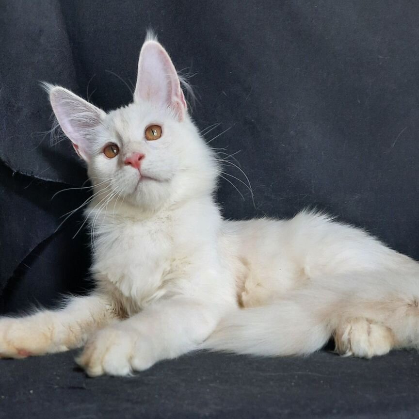 Мейн-кун котёнок