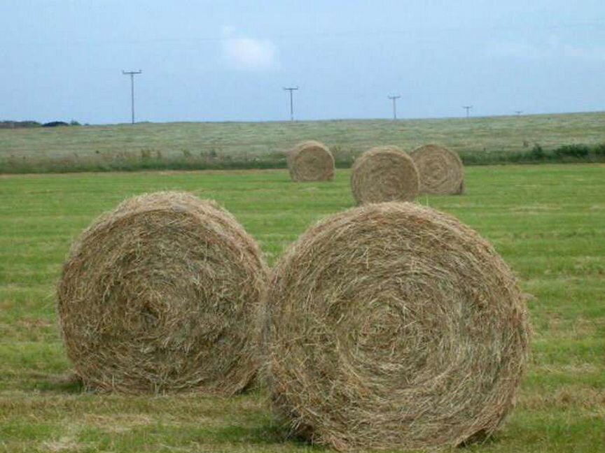 Сено в рулонах 2023