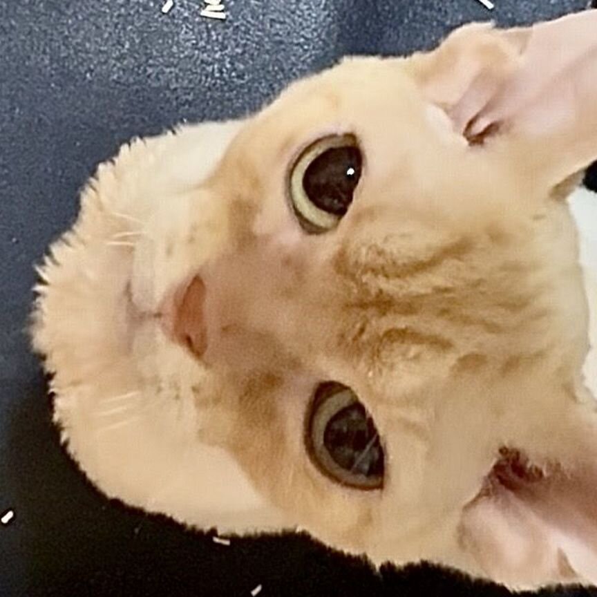 Девон-рекс, кот вязка