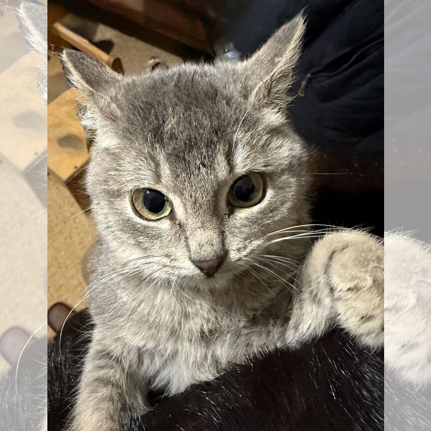 Котёнок в добрые руки