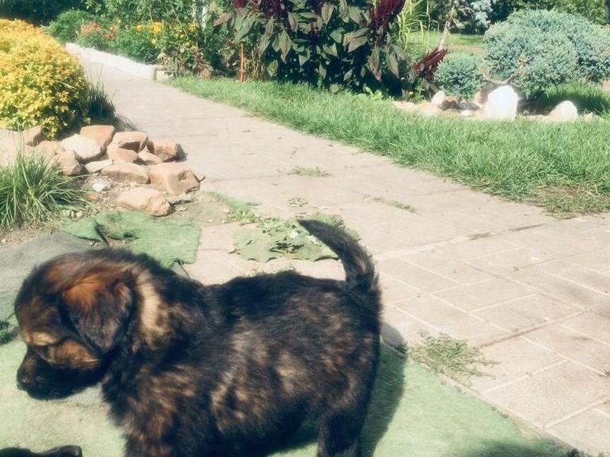 Щенки бесплатно в добрые руки