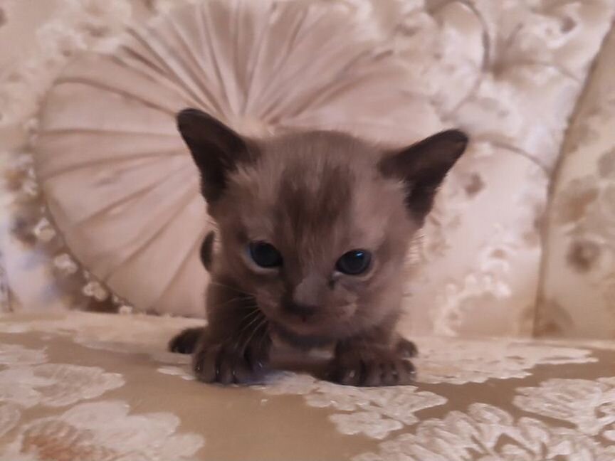 Бурманский котенок
