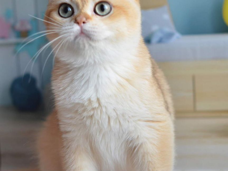 Ласковый парнишка