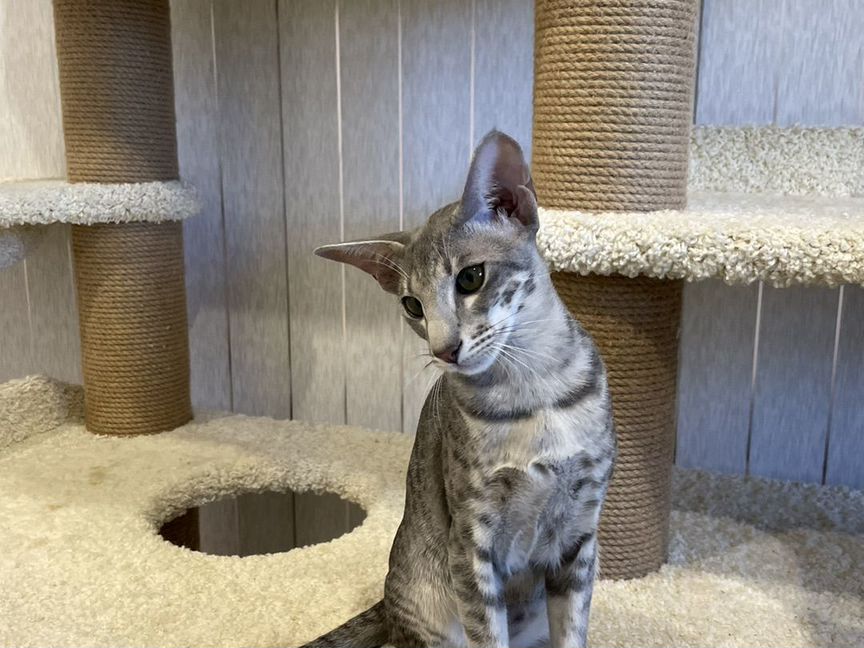 Ориентальная девочка