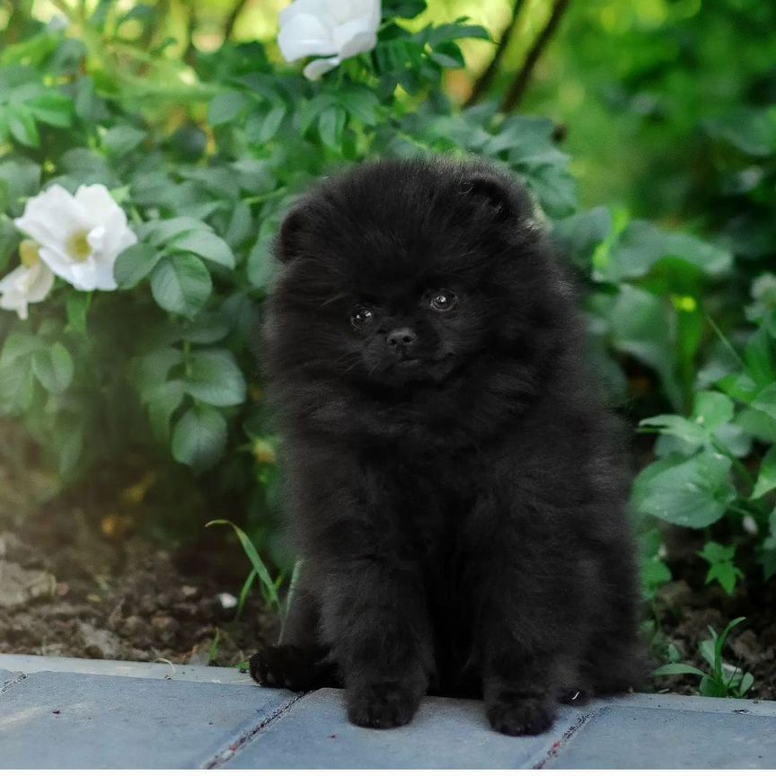 Померанский шпиц