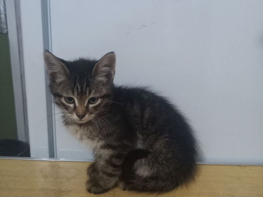 Котик в добрые руки