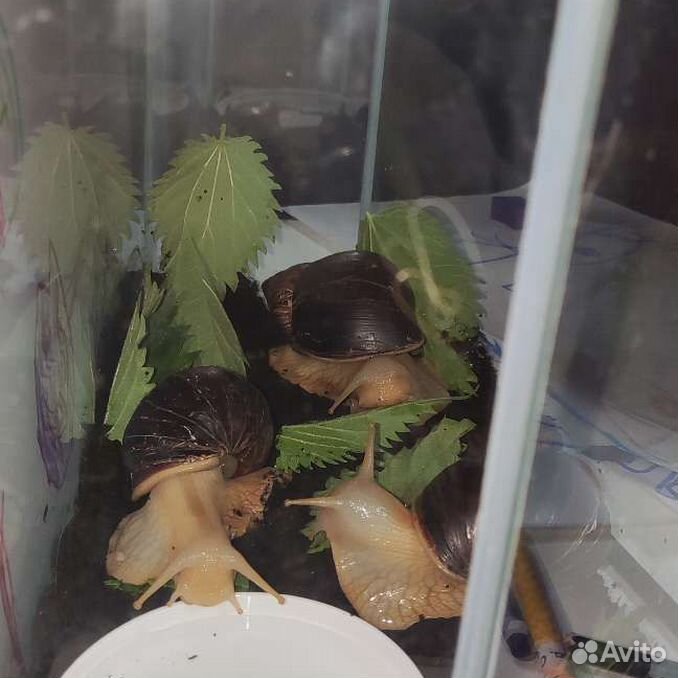 Улитки ахатины бесплатно