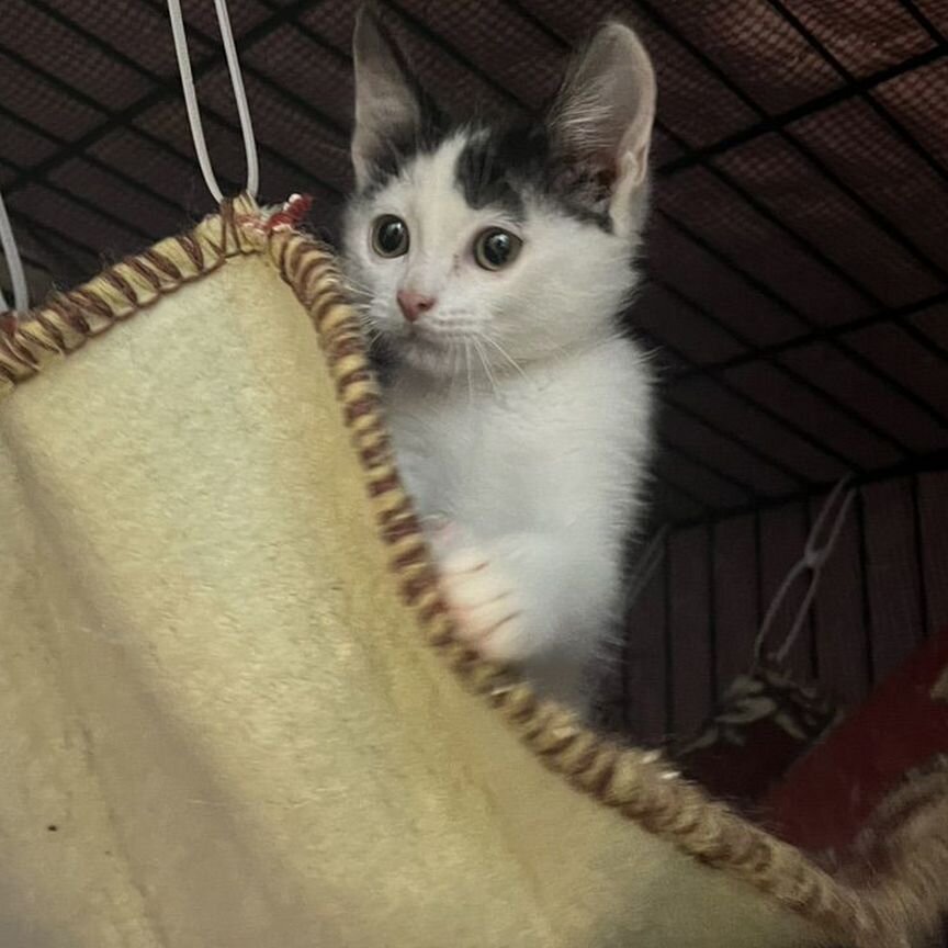 Котёнок в добрые руки