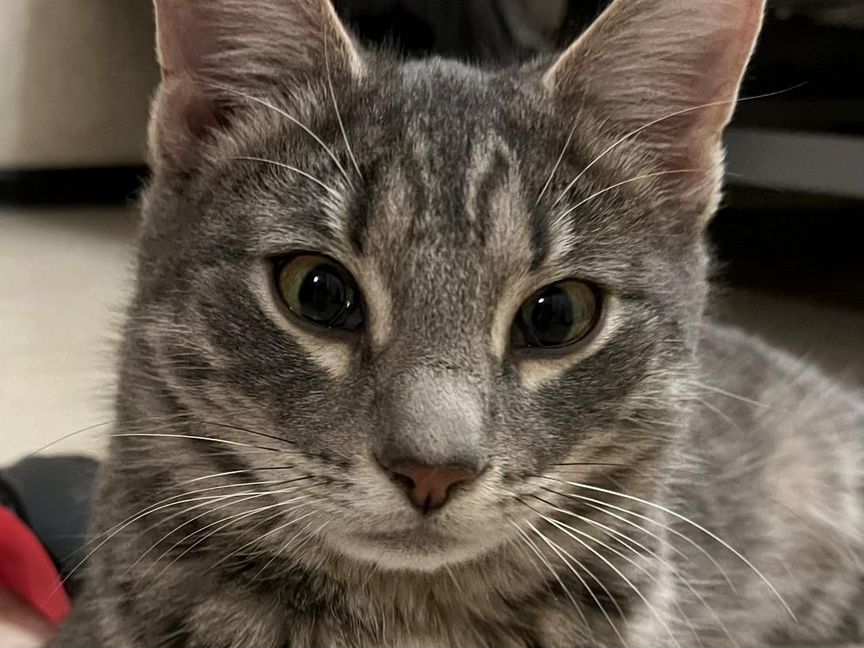 Дымчатый котенок