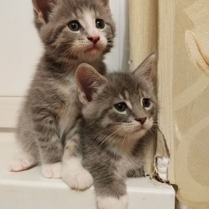 Котята