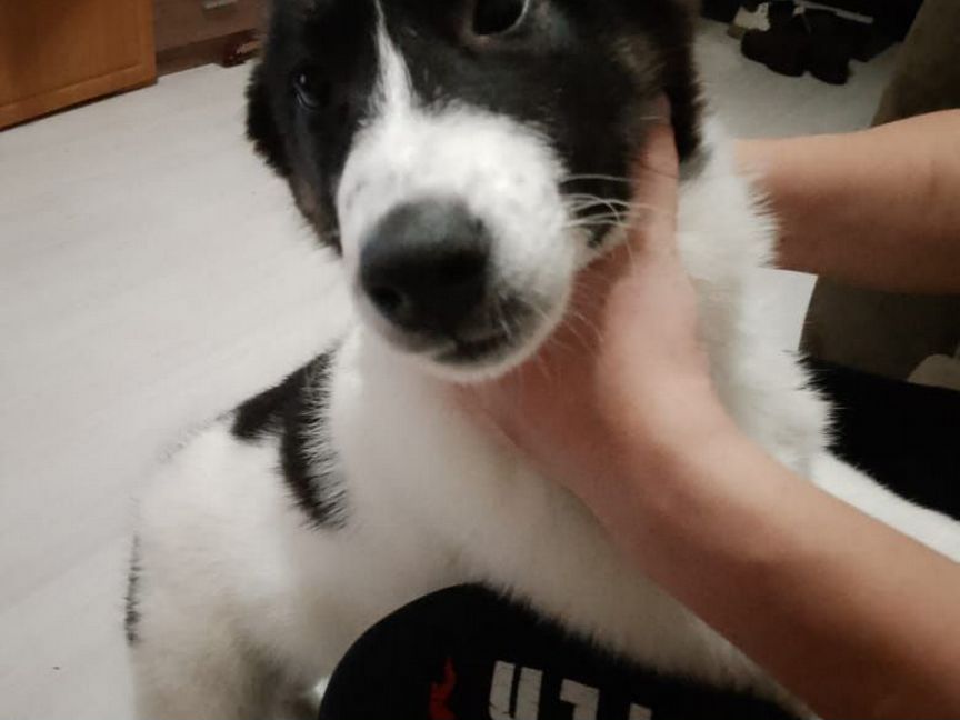 Собака в добрые руки отдам бесплатно щенок 3 месяц