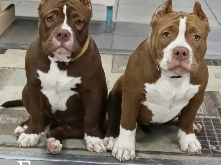 Щенки американского булли девочки