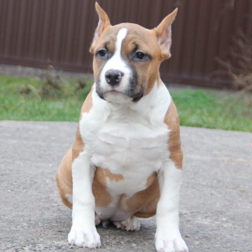 Американский стаффордширский терьер, щенок