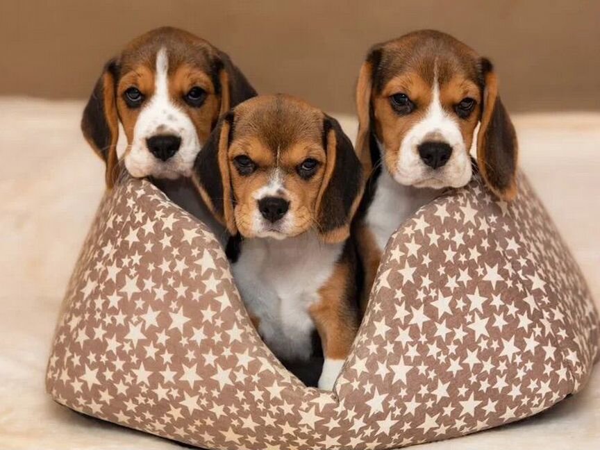 Щенки Бигля