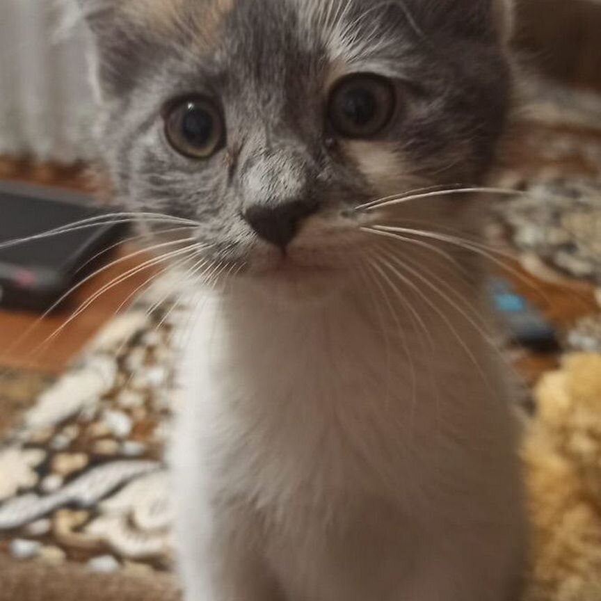 Трехцветная кошка пушистая