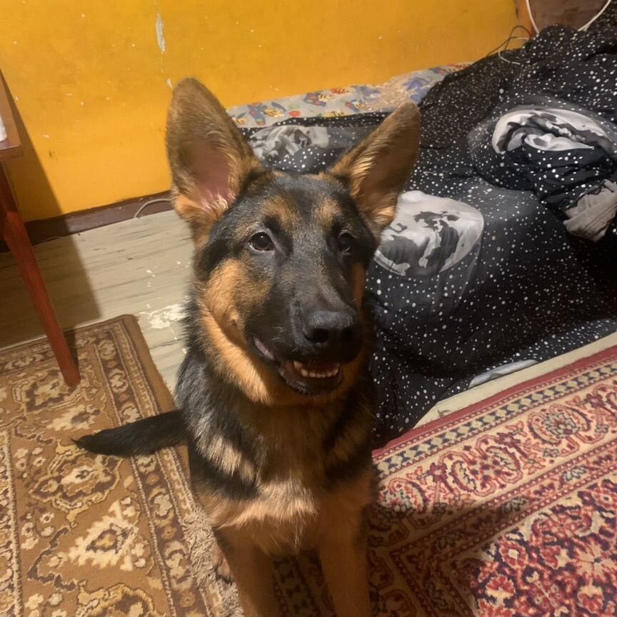 Немецкая овчарка, щенок