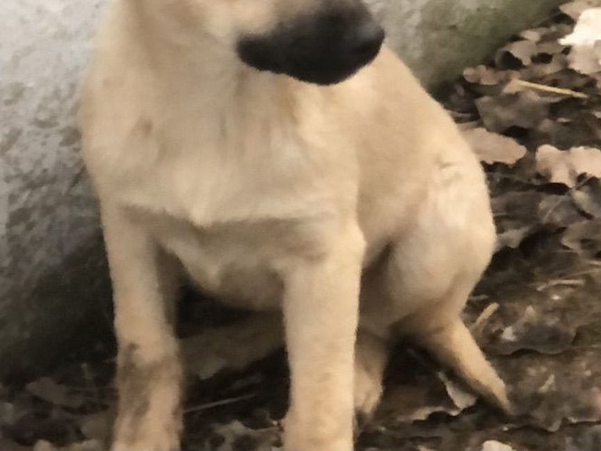 Щенки-девчонки 4 мес