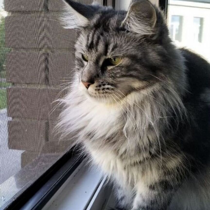 Кошка мейнкун бесплатно